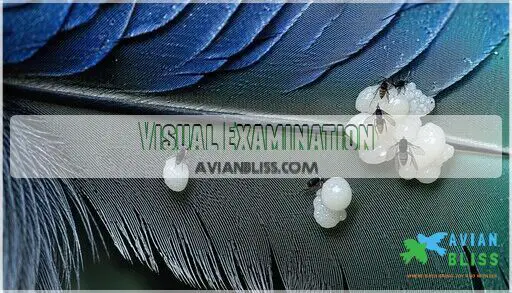 Bird Lice Symptoms and Treatment: Quick ID Guide for Pet Owners