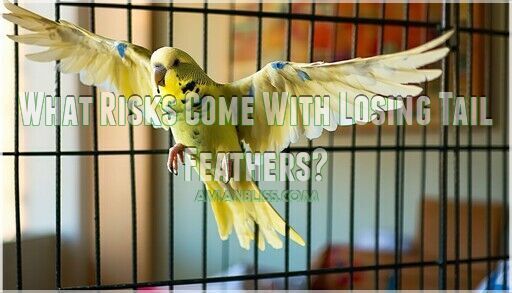 Can Budgies Fly Without Tail Feathers? Flight & Recovery Guide