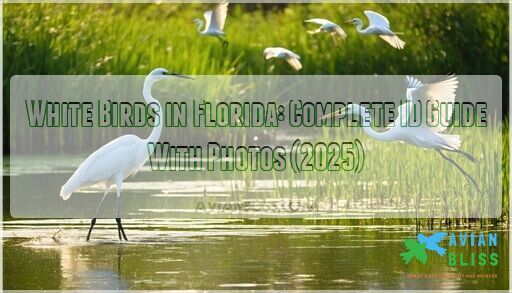 White Birds in Florida: Complete ID Guide With Photos (2025)