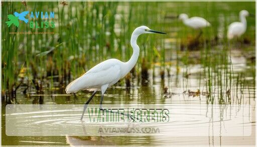 Types of White Birds: 25 Beautiful Species With Photos & ID Guide