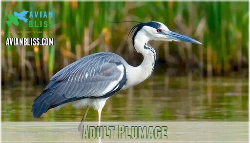 Tricolored Heron: ID Guide, Habitat, Diet & Breeding Facts
