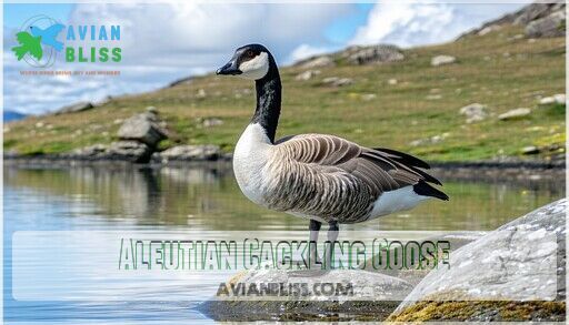 Cackling Goose: Complete ID Guide Vs Canada Goose Differences