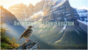 American Pipit: Complete ID Guide, Habitat & Behavior Secrets