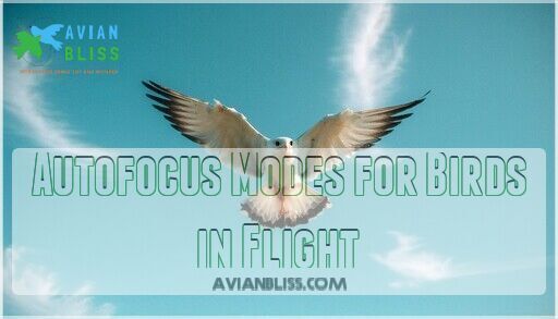Photographing Birds in Flight: 12 Expert Tips for Sharp Results