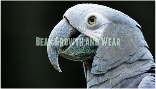 Parrot Overgrown Beak Problems: Causes, Signs & Treatment Tips