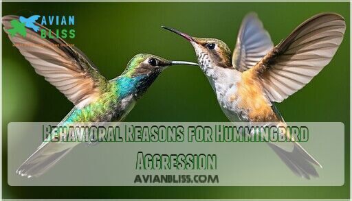 Why Do Hummingbirds Attack Each Other? Fierce Territory Wars