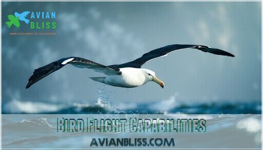 Largest Wingspan Bird: Top 10 Giants That Rule The Skies (2025)
