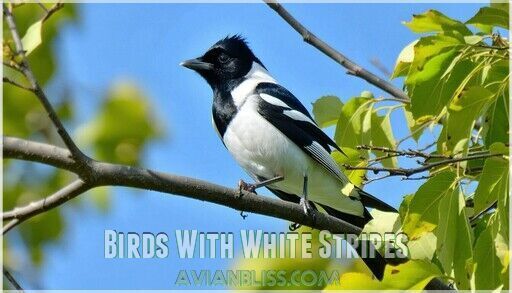 Bird Identification With White Stripes: 12 Species Guide With Photos