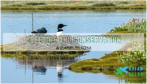 Pacific Loon: Stunning Arctic Diver's Secrets & Survival Guide