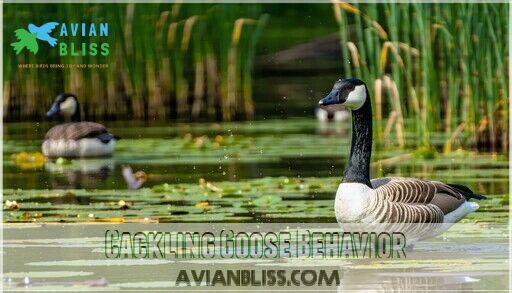 Cackling Goose: Complete ID Guide Vs Canada Goose Differences