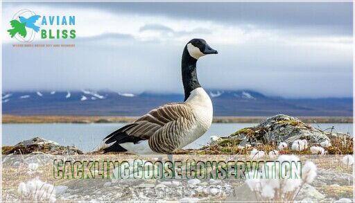 Cackling Goose: Complete ID Guide Vs Canada Goose Differences