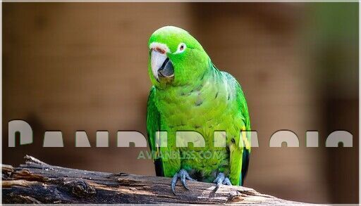 Parrot Health Issues Symptoms: Early Warning Signs Every Owner Needs
