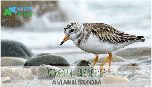 Ruddy Turnstone Guide: Habitat, Diet, Breeding & Migration Facts