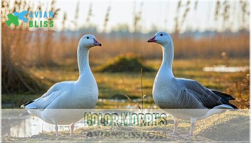 Snow Goose Facts: Migration, Habitat & ID Guide You Need to Know