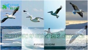 Largest Wingspan Bird: Top 10 Giants That Rule The Skies (2025)