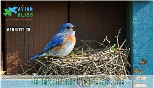Aging Nestling Bluebirds: Growth Stages & Development Timeline