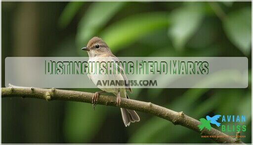 Buff Breasted Flycatcher: ID Guide, Diet & Breeding Facts 2025
