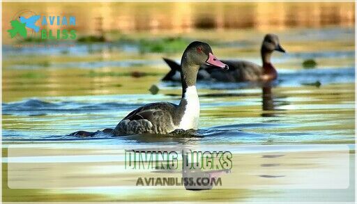 Colorado Ducks: 15+ Species, Habitats & Migration Routes 2025