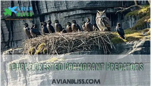 Double Crested Cormorant: Facts, Habitat & Conservation Guide