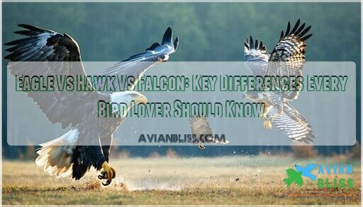 Eagle Vs Hawk Vs Falcon: Key Differences Every Bird Lover Should Know
