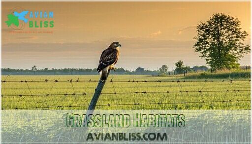 North American Bird Species: Complete Guide to 700+ Types & ID Tips
