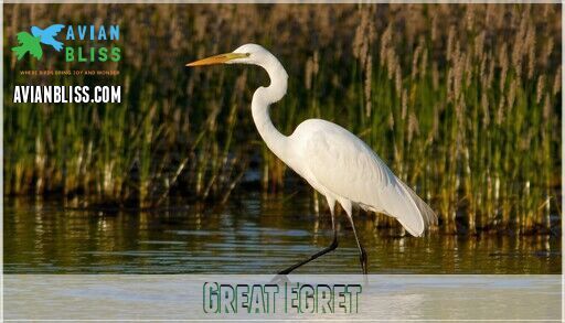 Florida Birds With Long Beaks: 22 Species Guide & Photos (2025)