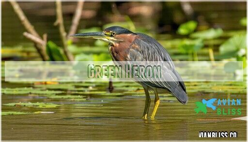 Herons in California: 9 Species Guide With Photos & Habitat Tips