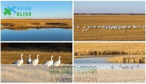 Snow Goose Facts: Migration, Habitat & ID Guide You Need to Know