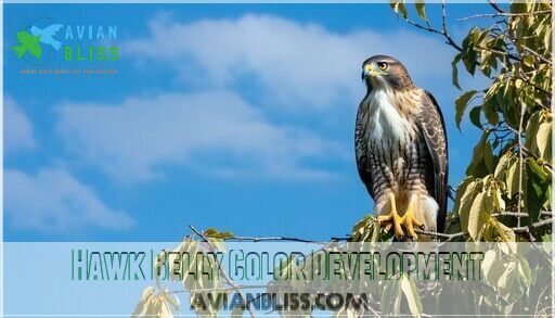 Hawks With White Bellies: 5 Species You Need to Know in 2025