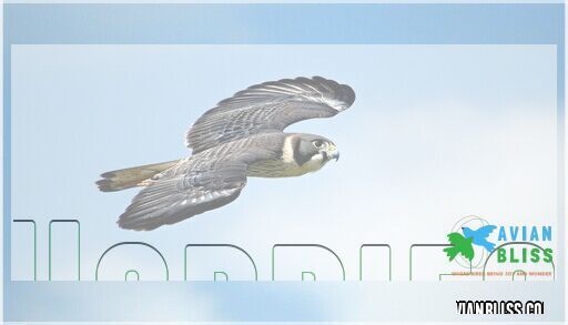 Types of Falcons: 25+ Species With Photos & Identification Tips