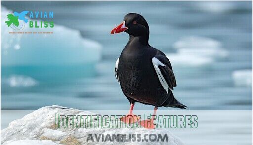 Black Guillemot: Complete Guide to This Arctic Seabird Species