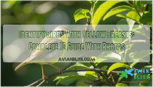 Identify Birds With Yellow Breasts: Complete ID Guide With Photos