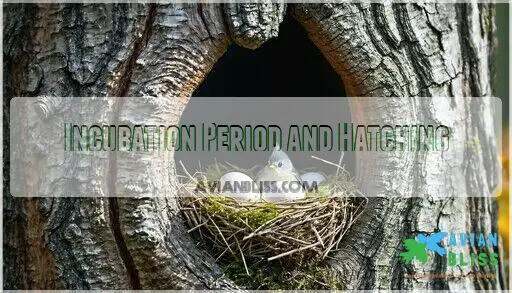 Tufted Titmouse Nest and Eggs: Complete Guide to Their Secret Lives