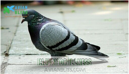 Pigeon Not Flying Away? 7 Reasons & How to Help (Quick Guide)