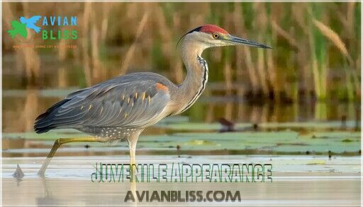 Tricolored Heron: ID Guide, Habitat, Diet & Breeding Facts