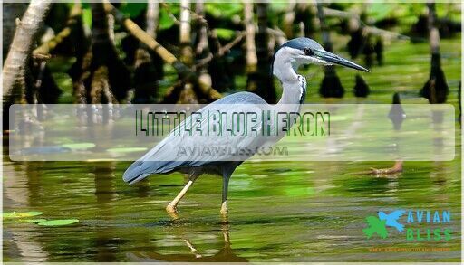 Herons in California: 9 Species Guide With Photos & Habitat Tips