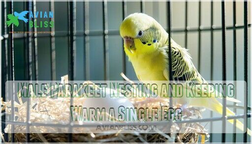 Why is My Male Parakeet Attacking My Female? Causes & Solutions