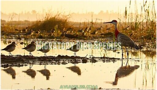 Bird Conservation Wetlands: Critical Habitat Protection & NAWCA Grants