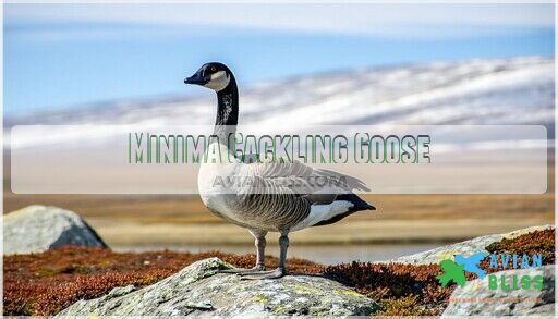 Cackling Goose: Complete ID Guide Vs Canada Goose Differences