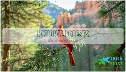 Red Birds in Arizona: Cardinals, Tanagers & Where to Find Them