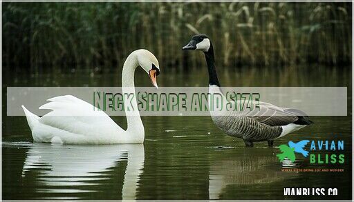 Swan Vs Goose: 7 Key Differences You Need to Know (Body, Behavior & More)