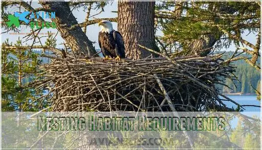 Bald Eagle Nest: Everything You Need to Know About These Massive Homes