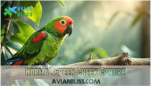 Green Cheeked Conure Care Guide: Colors, Diet & Health Tips