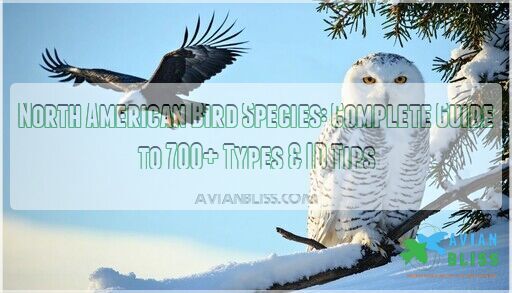 North American Bird Species: Complete Guide to 700+ Types & ID Tips