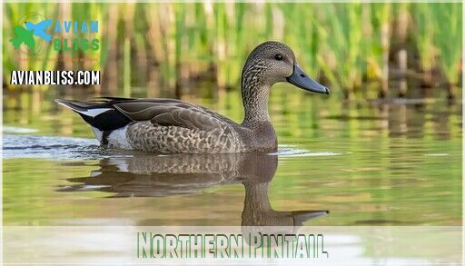 Florida Ducks: 20+ Species Guide With Pictures & ID Tips (2025)