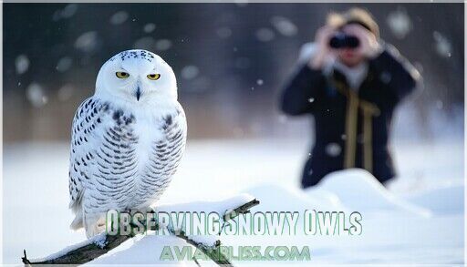 Is The Snowy Owl Endangered? Population Decline + Conservation Facts