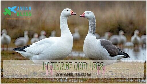 Snow Goose Facts: Migration, Habitat & ID Guide You Need to Know