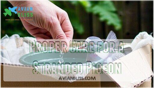 Pigeon Not Flying Away? 7 Reasons & How to Help (Quick Guide)