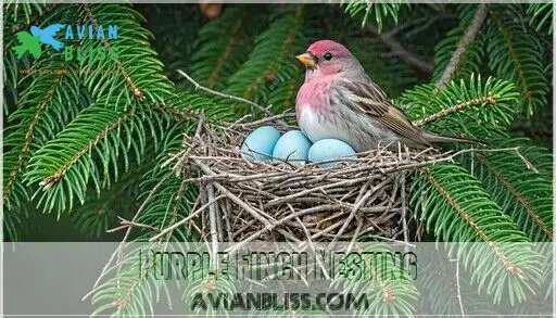 House Finch Vs Purple Finch: Easy ID Tips & Key Differences