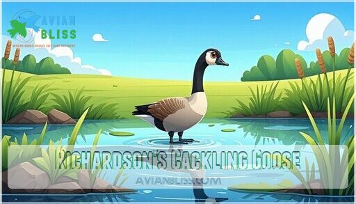 Cackling Goose: Complete ID Guide Vs Canada Goose Differences